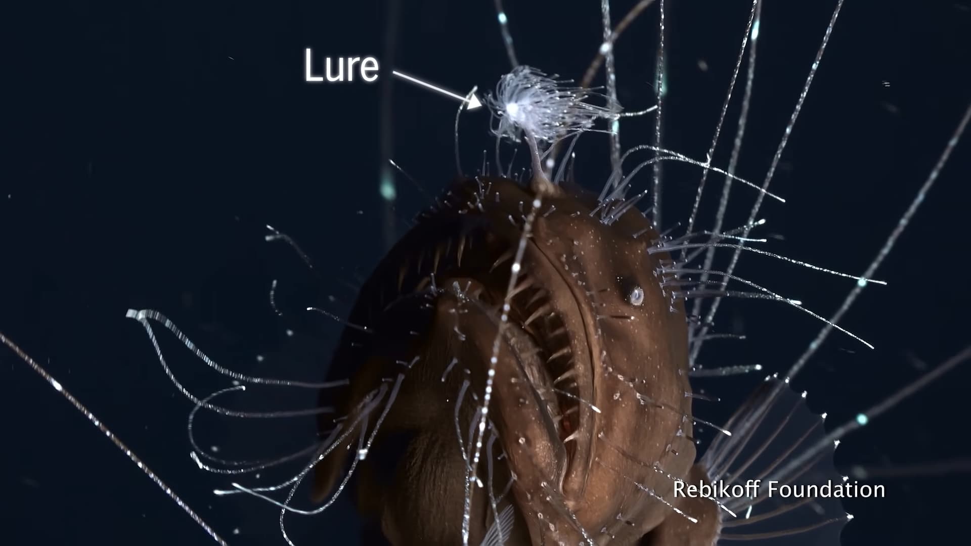 Deep Sea Fishing Adventures – Deep Sea Creatures