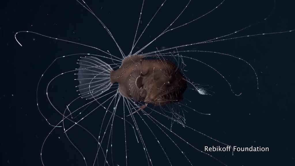 Anglerfish Facts – Deep Sea Fishing Adventures – Deep Sea Creatures