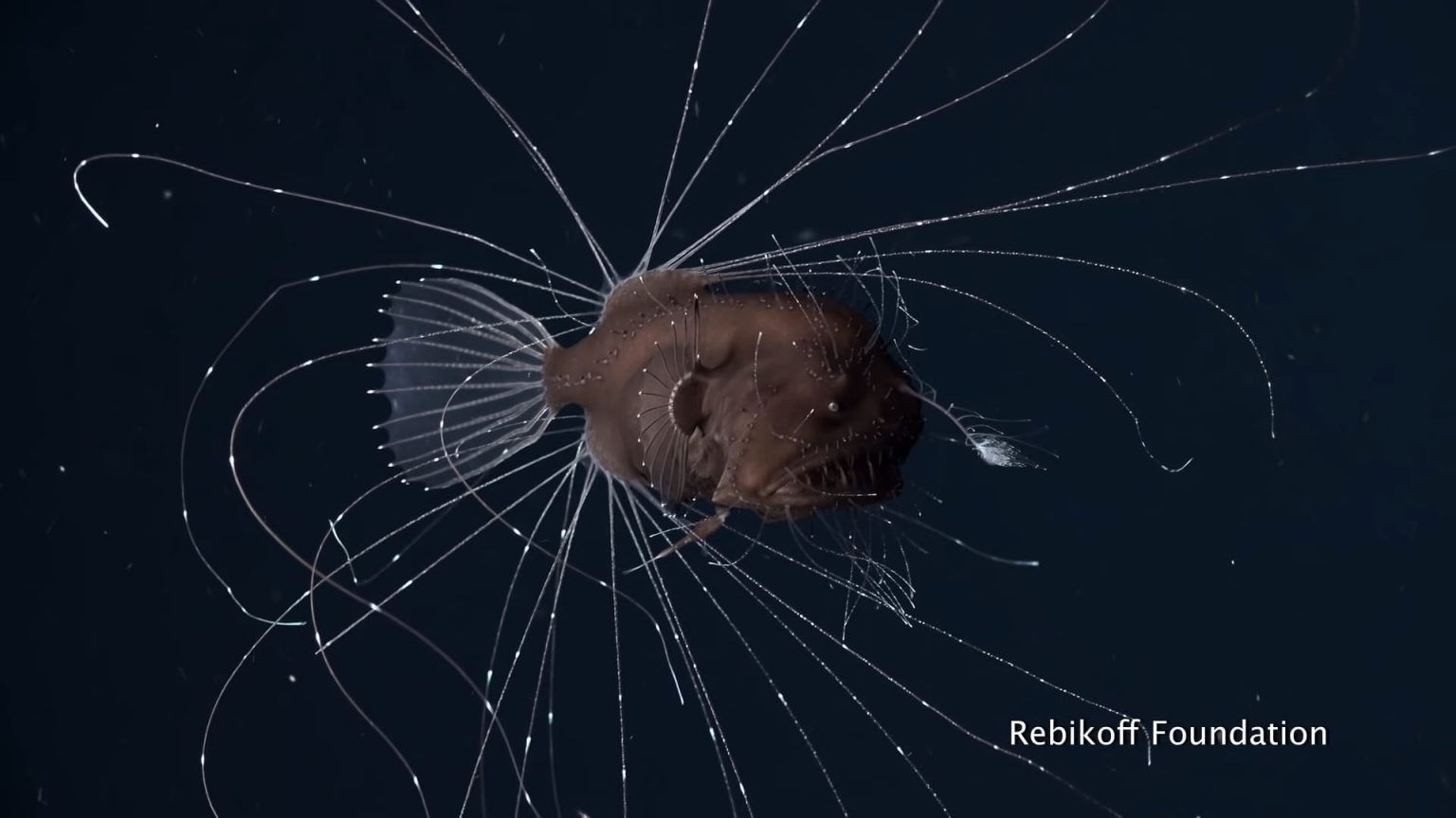 Anglerfish Facts – Deep Sea Fishing Adventures – Deep Sea Creatures