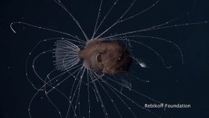 Anglerfish Facts – Deep Sea Fishing Adventures – Deep Sea Creatures