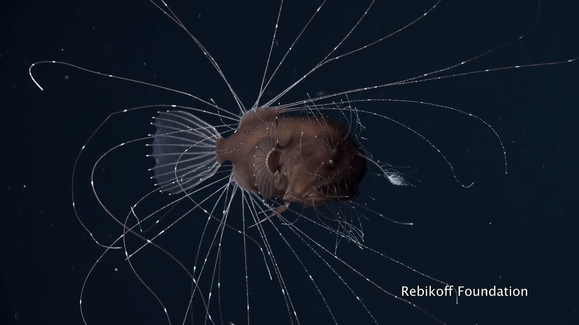 Deep Sea Fishing Adventures – Deep Sea Creatures